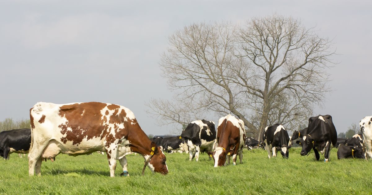 Dierenbeleid gemeente Almere dreigt legale agrarische bedrijven uit te ... Dierenbeleid gemeente Almere dreigt legale agrarische bedrijven uit te ...